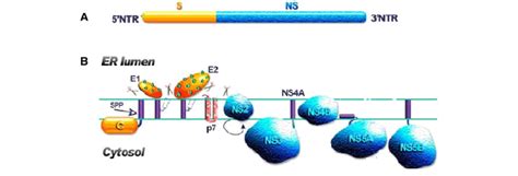 Organization Of HCV Genome And Implications For Polyprotein Processing