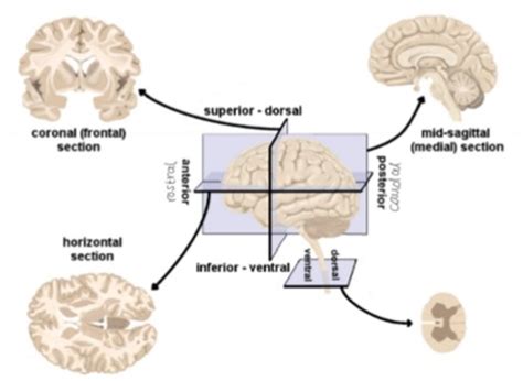 Neuroanatomie I Flashcards Quizlet