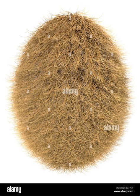 Hairy Egg In Orange Stock Photo Alamy