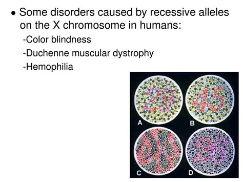 Ppt Notes Ch Chromosomes Sex Determination Sex Linkage