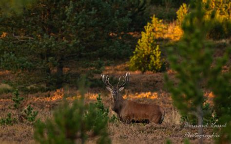 Cerf Cors Bernard Vassel Flickr