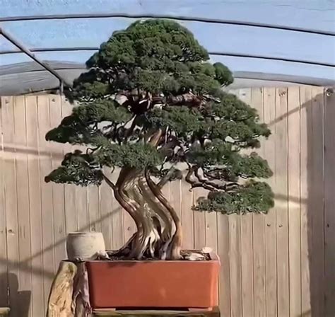 Pin Oleh Bagus Wijaya Di Bonsai Insp 2021