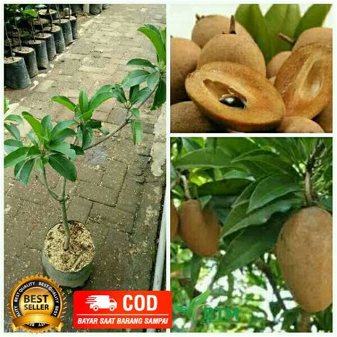 Jual Bibit Sawo Manila Super Bibit Tanaman Sawo Manila Bibit Buah