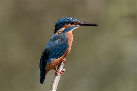 Martin P Cheur D Europe Juv Nile Alcedo Atthis Uncroppe Flickr