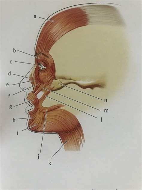 Muscles Of Facial Expression Lateral View Diagram Quizlet