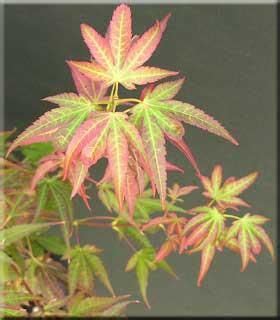 Acer Palmatum Kashima Klupengers Nursery
