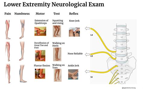 Oren Gottfried MD On Twitter Low Extremity Neuro Exam Made Easy