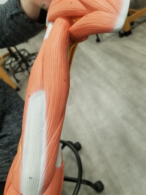 Posterior Arm Diagram Quizlet