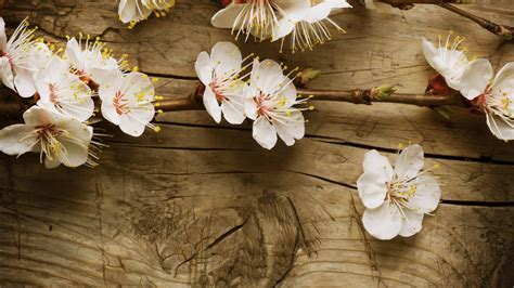 Fond d écran fleurs Floraison surface printemps 1920x1080 wallup