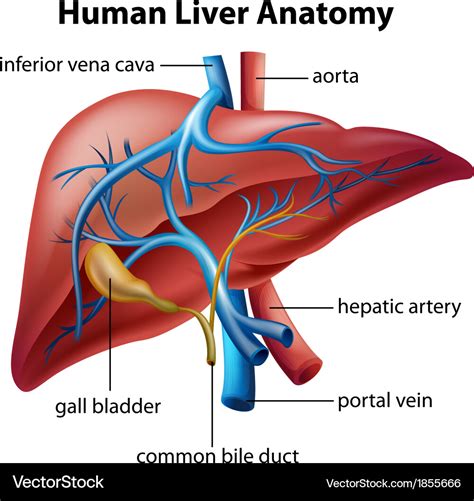 Liver Anatomy