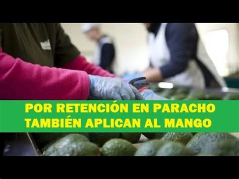 EU bloquea importación de aguacate michoacano por incidente en
