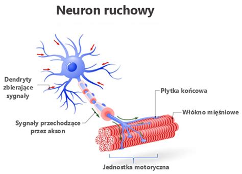 Fizjologia skurczu mięśnia