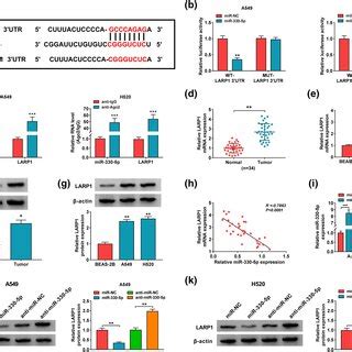 LARP1 Was A Target Of MiR3305p A The Binding Site Between