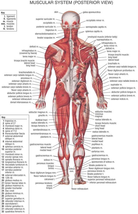 Hb Muscular System Posterior