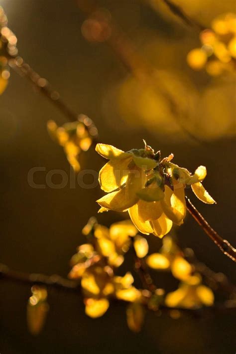 Om For Ret Og Om Sommeren Er Der Mange Smukke Blomster Over Alt Nogle