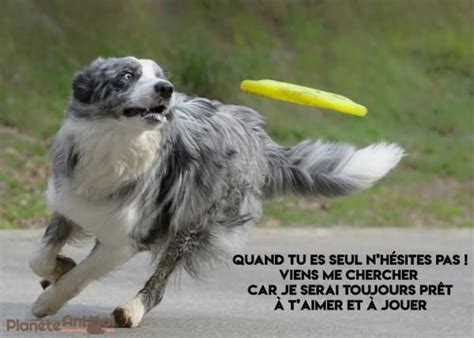 Citation sur les chiens Plus de 60 idées pour vous inspirer