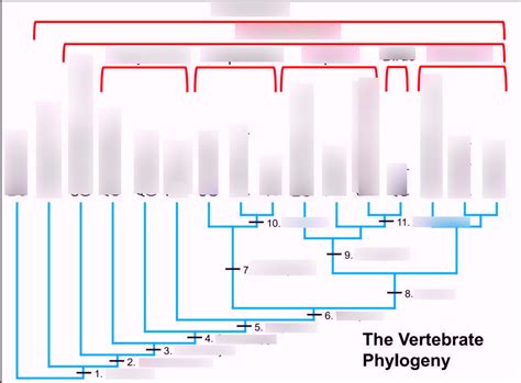 Vertebrate Phylogeny Diagram Quizlet
