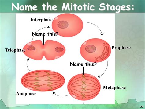 1 Cellular Division 2 I Cell Division All Cells Are Derived From Pre