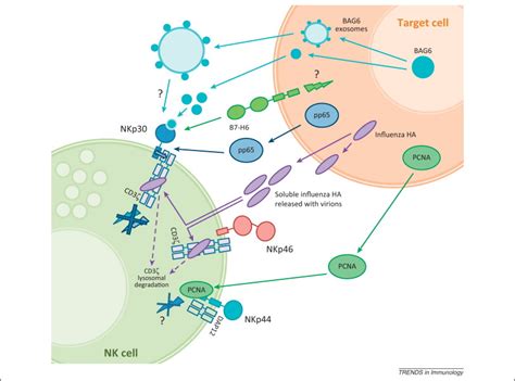 Activating Natural Cytotoxicity Receptors Of Natural Killer Cells In