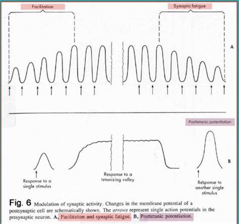 Lecture Chemical Synapses Part And The Neuromuscular Junction