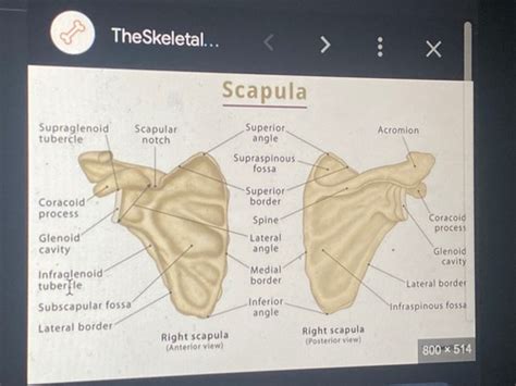 Upper Limb Anatomy Flashcards Quizlet