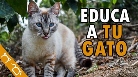 10 Consejos Para EDUCAR A Tu Gato Cómo Educar Un Gato CORRECTAMENTE