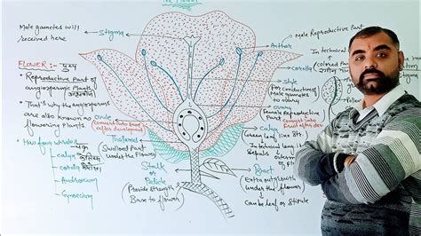 Morphology Of Flowering Plant Floral Formula Floral Diagram Dr Pankaj