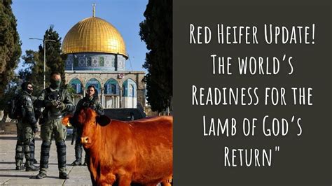 Red Heifer And Third Temple Update Readiness For The Lamb Of God