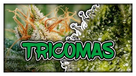 Tricomas O Que S O Quais Os Tipos E Pra Que Servem Youtube
