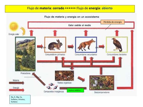 PPT La energía en el ecosistema Flujo de materia y energía en el