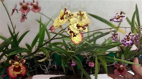 Introducir Imagen Cultivo De Orquideas En Troncos Viaterra Mx