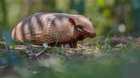 Avan O Da Agropecu Ria Reduz Biodiversidade No Cerrado E Na Amaz Nia