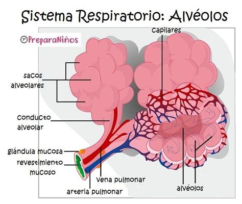 Qué son los Alvéolos para niños de primaria Alveolos pulmonares