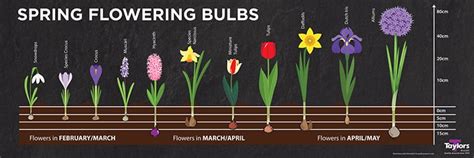 Easy Tips For Layering Bulbs To Make A Bulb Lasagne Lovely Greens
