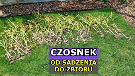 Uprawa Czosnku OD SADZENIA DO ZBIORU Czosnek Wiosenny Jesienny