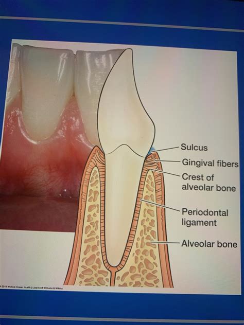Periodontium Tissue 1 Gingiva Diagram Quizlet