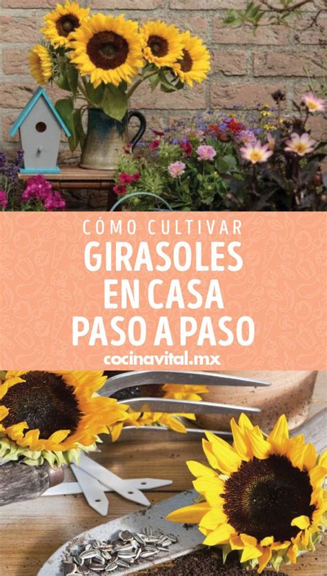 Cómo cultivar girasoles en casa paso a paso Cultivo de girasoles