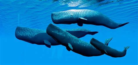 Cómo nacen los ballenatos La reproducción de las ballenas