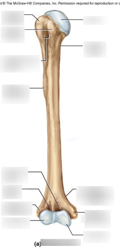 Humerus Anterior View Diagram Quizlet
