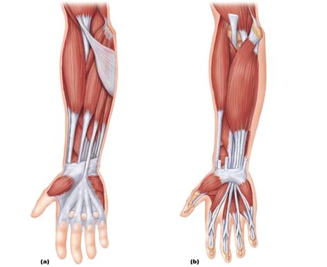 Muscles Acting On The Wrist And Hand Anterior Diagram Quizlet