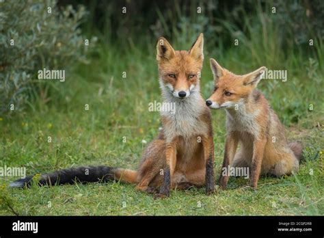 Red Foxes Vulpes Vulpes Mother With Young Sitting Side By Side Young Fox Netherlands Stock