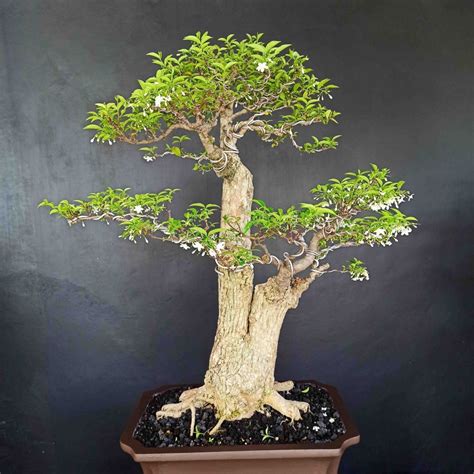 Jual Bonsai Tanaman Hias Kp Tb Anting Putri Mentaos Berbunga