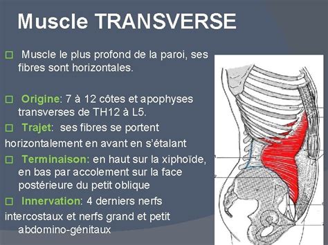 LA CAVITE ABDOMINALE ET SES PAROIS PLAN DU