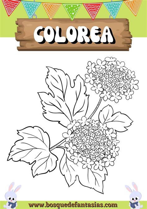 Dibujos De Flores Para Colorear E Imprimir F Ciles Y Bonitas Para Ni Os