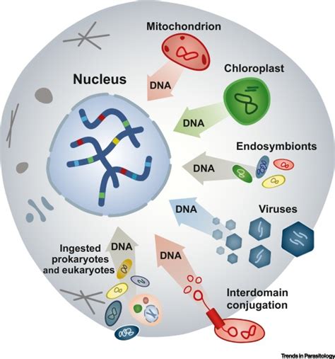 Lateral Gene Transfer Mechanisms And Pan Genomes In Eukaryotes Trends