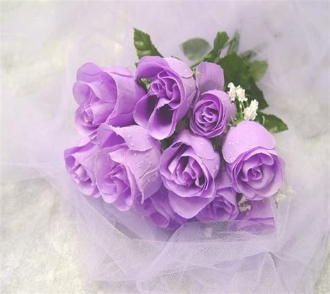 2K Descarga Gratis Rosas Moradas Flores Naturaleza Fondo De