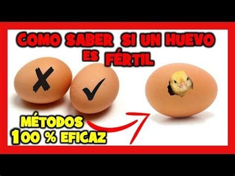Actualizar Imagen Como Saber Si Un Huevo Es Pollo O Gallina