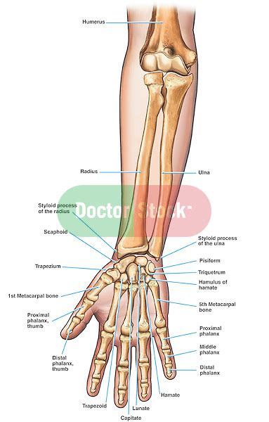 Anatomy Of The Forearm And Hand Bones Doctor Stock