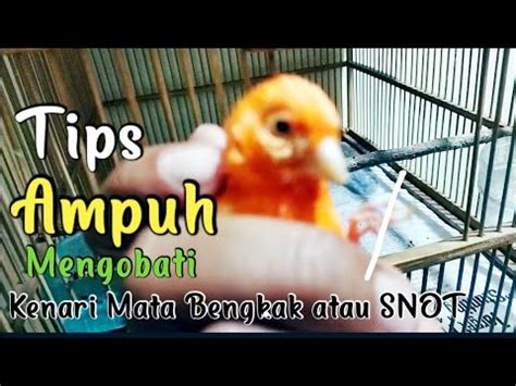 Cara Ini Ampuh Mengobati Kenari Kena Snot Mata Bengkak Youtube