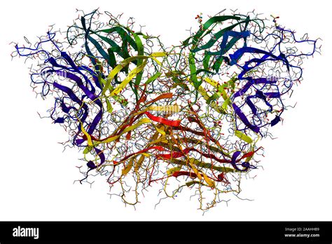 L invertase une enzyme qui catalyse l hydrolyse répartition de